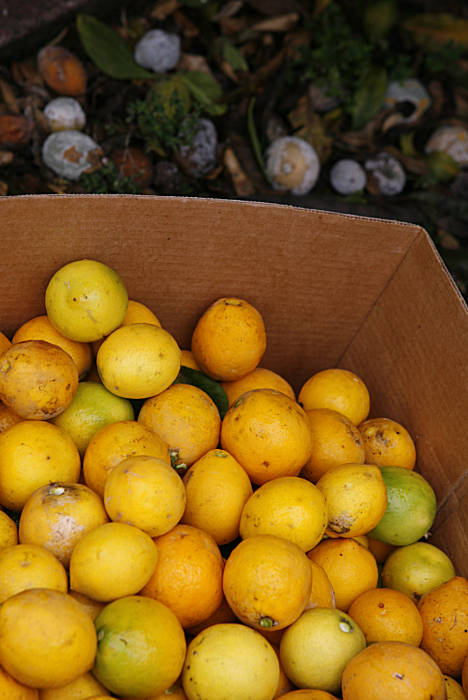 Urban Gleaning Program puts homegrown food to use