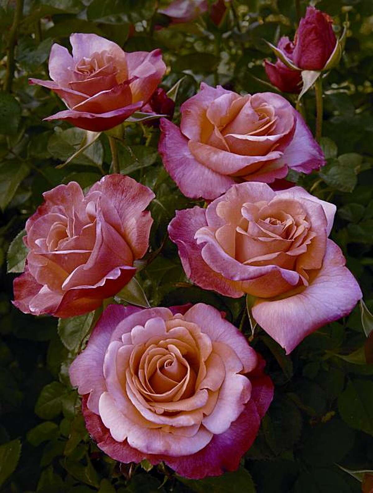 Secrets to radiant roses