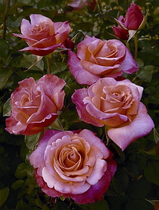 Secrets to radiant roses