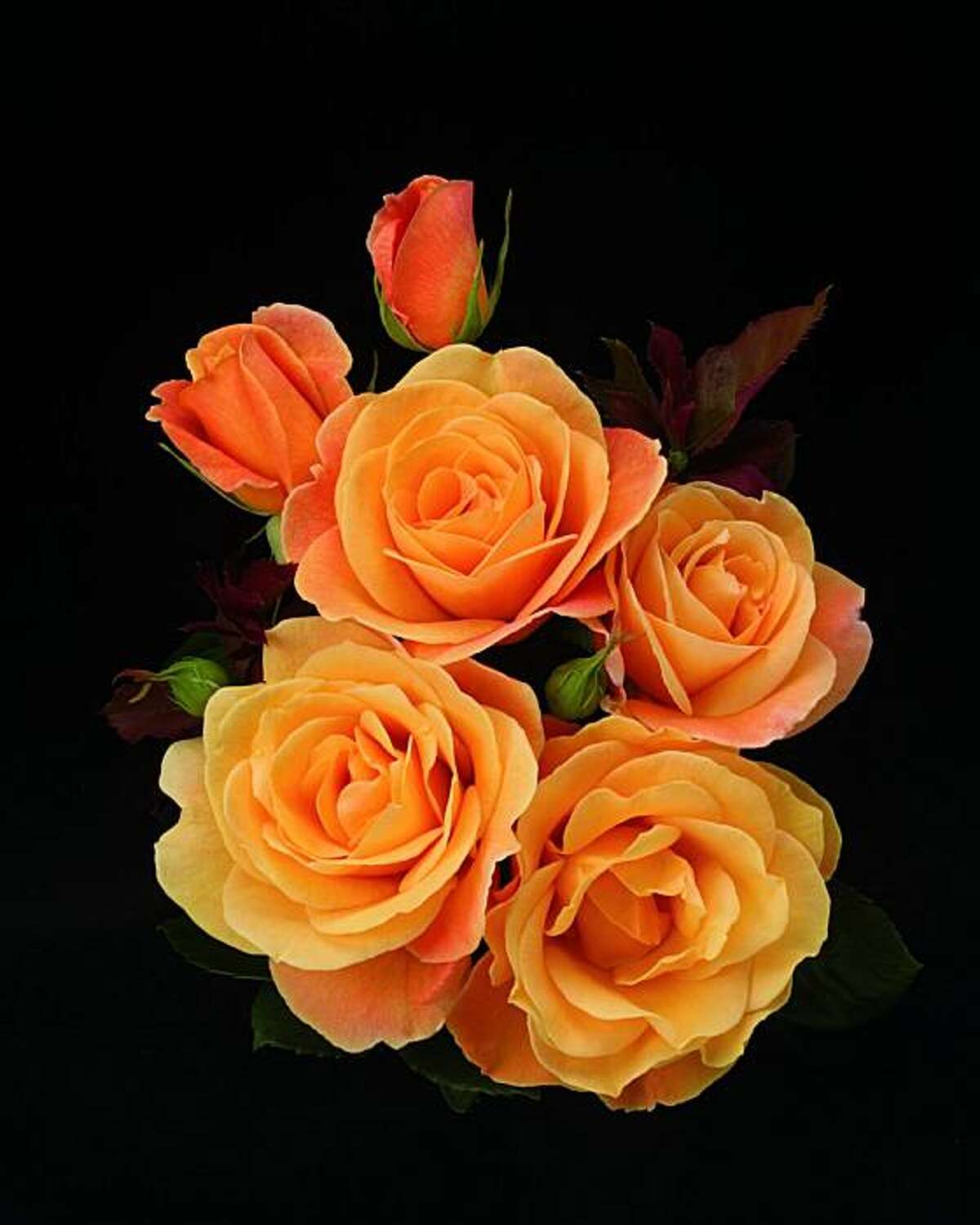 Secrets to radiant roses