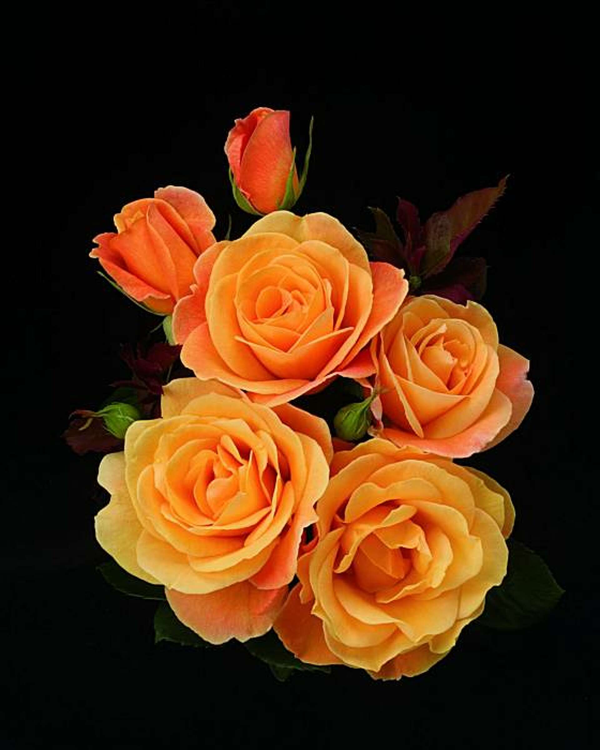 Secrets to radiant roses