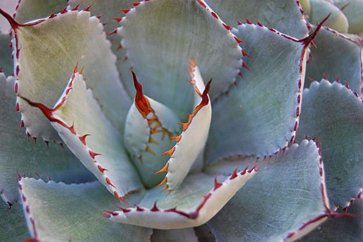 Agaves can be found without sharp spines