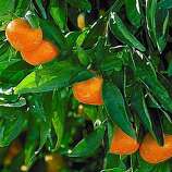 Satsuma mandarin trees for the holidays - SFGate