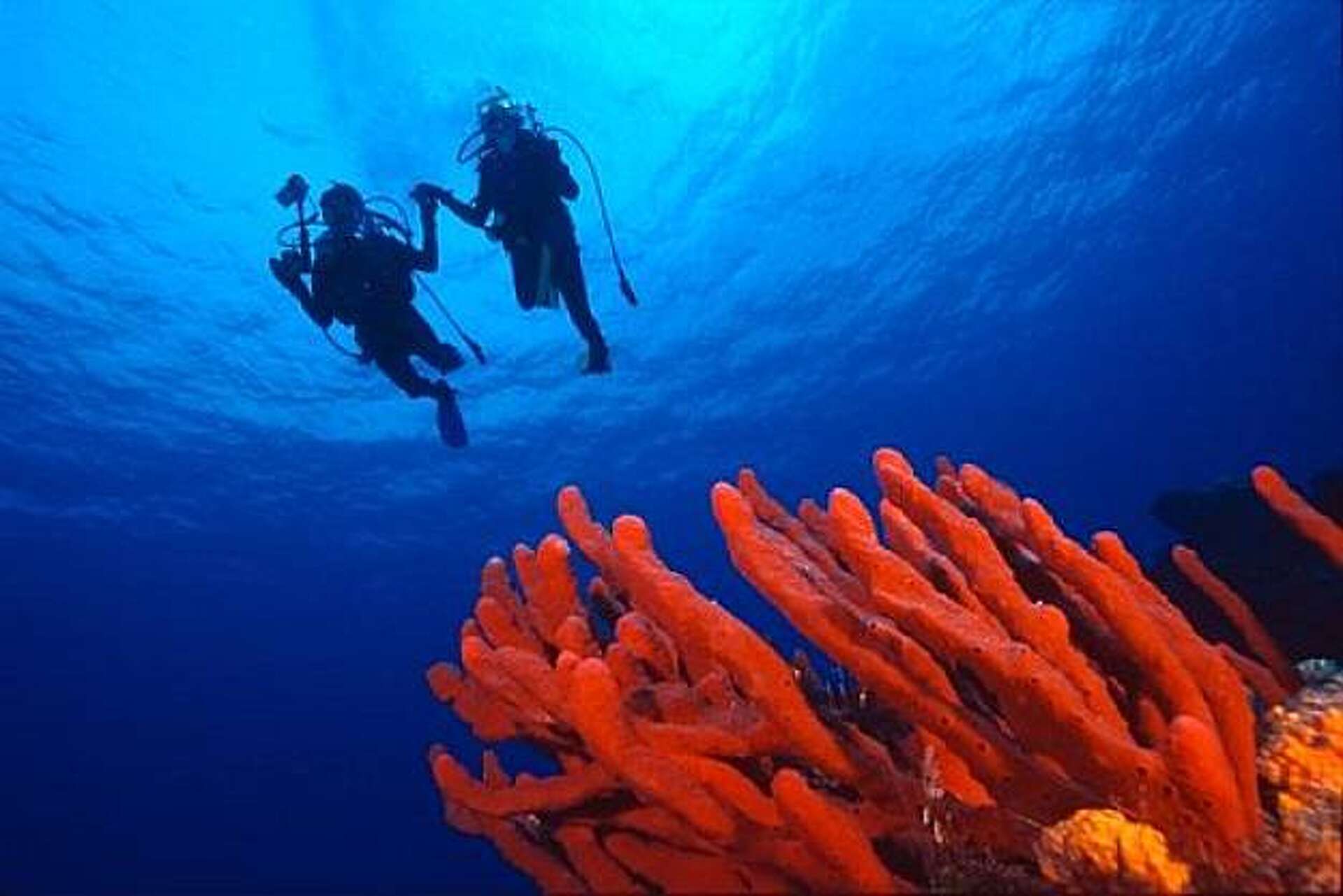 Scuba spots: Where to dive into Mexico's underwater wonders