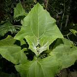 10 perennial veggies to grow - SFGate