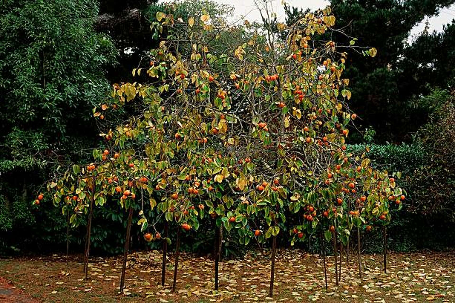 Persimmon tree may be in 'alternate bearing' cycle