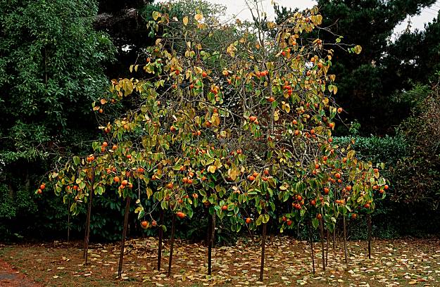 Persimmon tree may be in 'alternate bearing' cycle