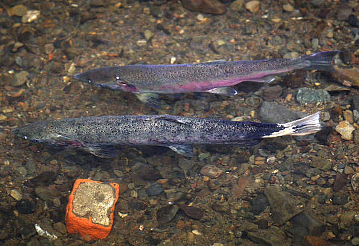 Wild coho salmon run in Marin County renews hope