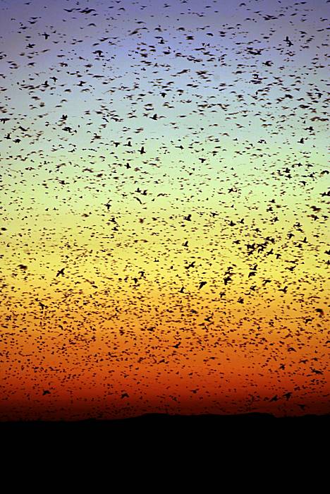 Winter bird migration in Sacramento Valley