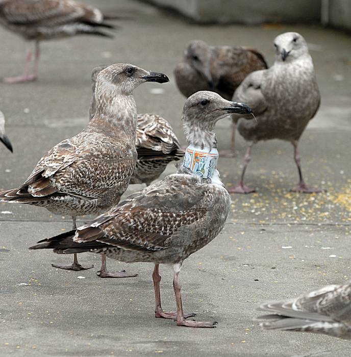 Gull freed of beer-can collar - more need help