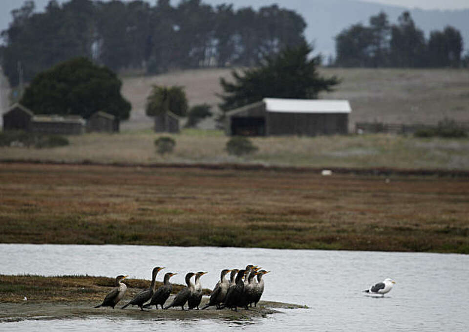 Elkhorn Slough dam project will slow erosion