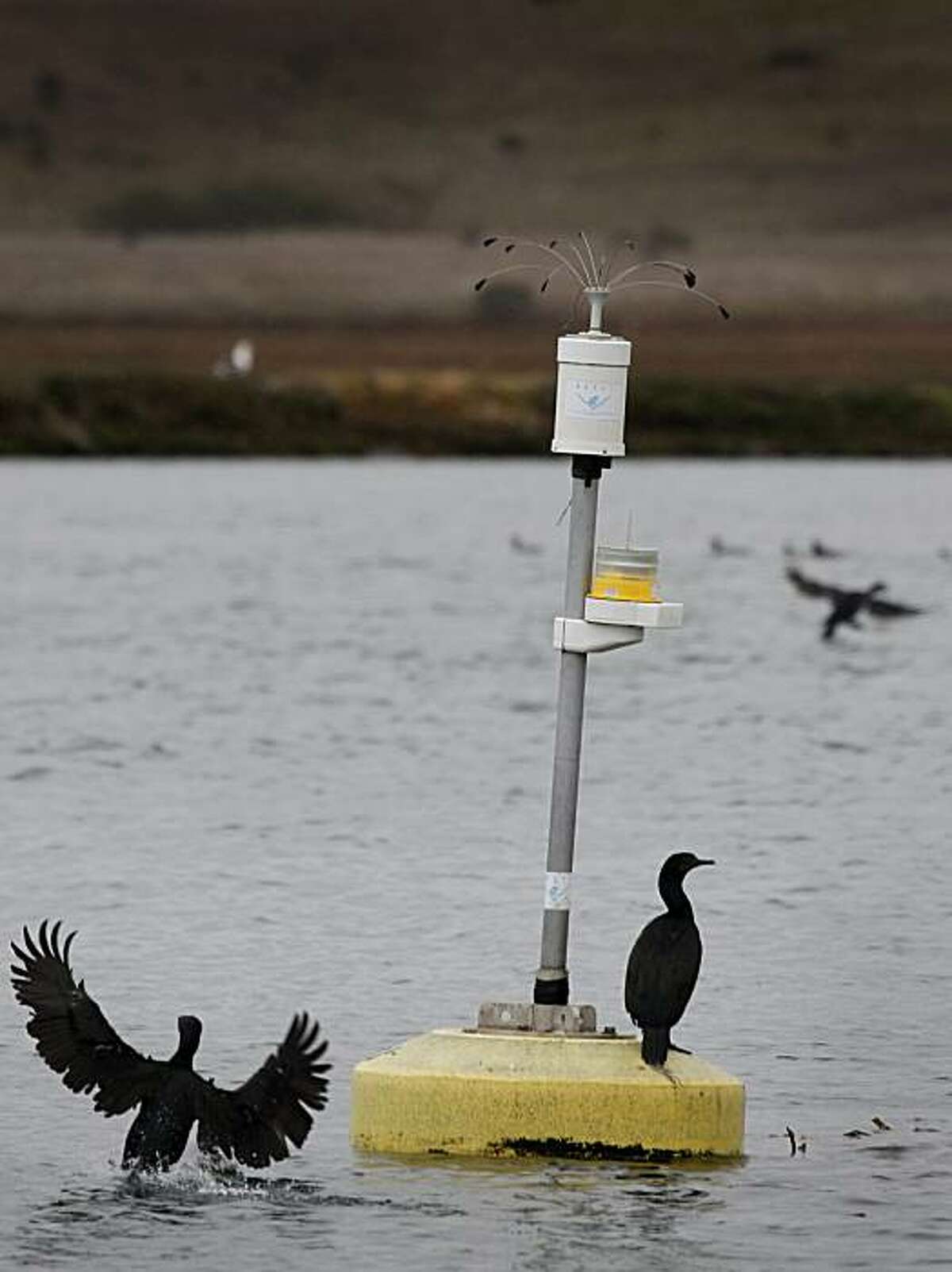 Elkhorn Slough dam project will slow erosion