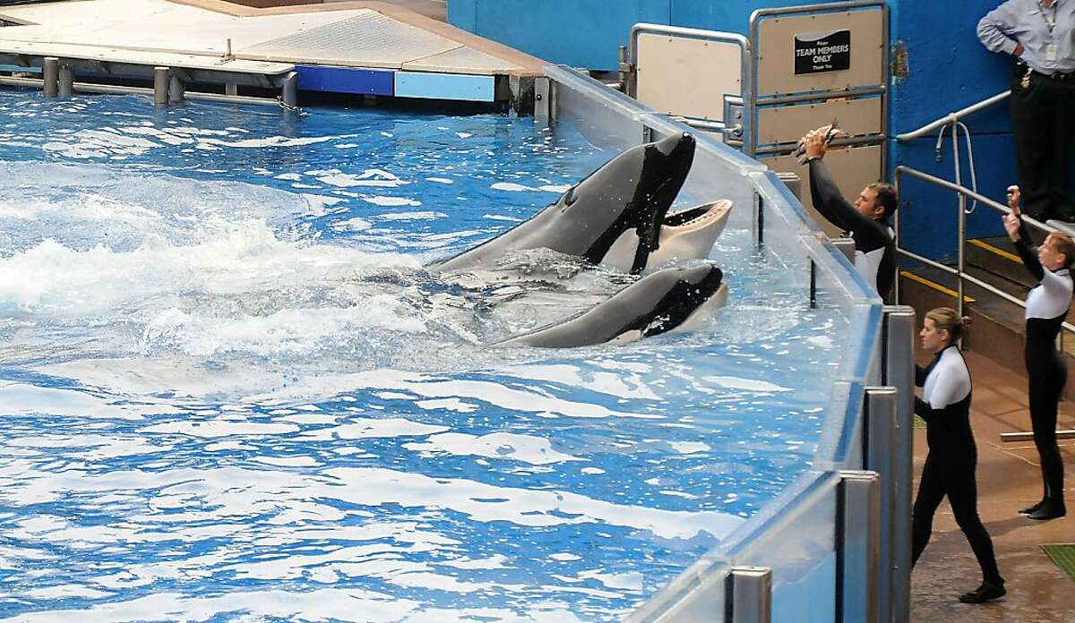 Killer whale that drowned trainer is back in show
