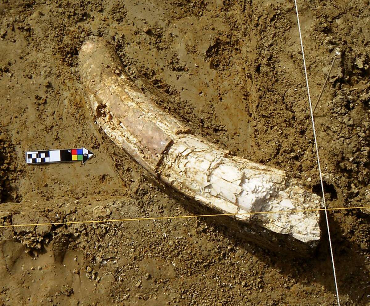 Columbia mammoth pair found in Castroville