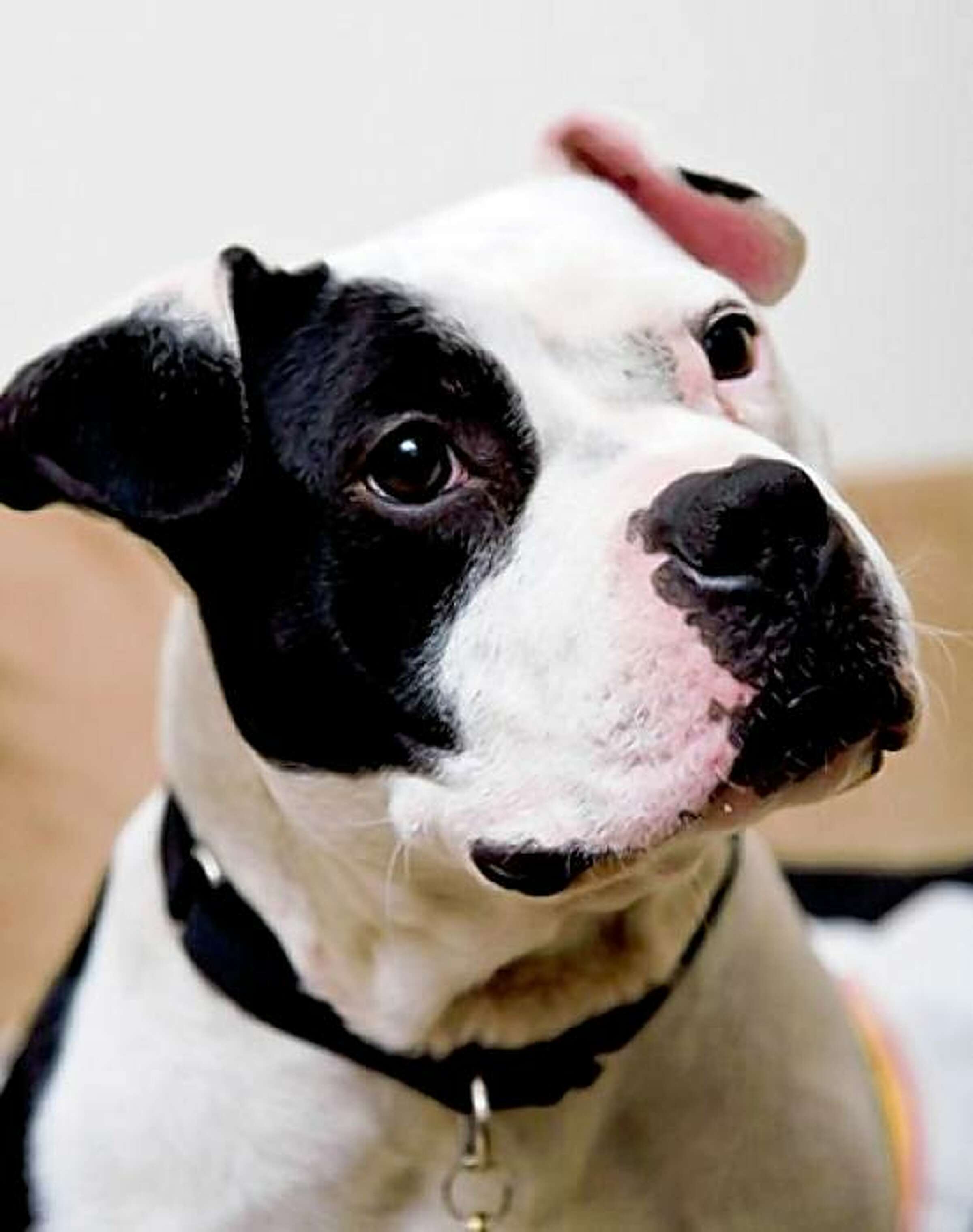 Michael Vick's unpaid dues: Why dog advocates aren't moving on