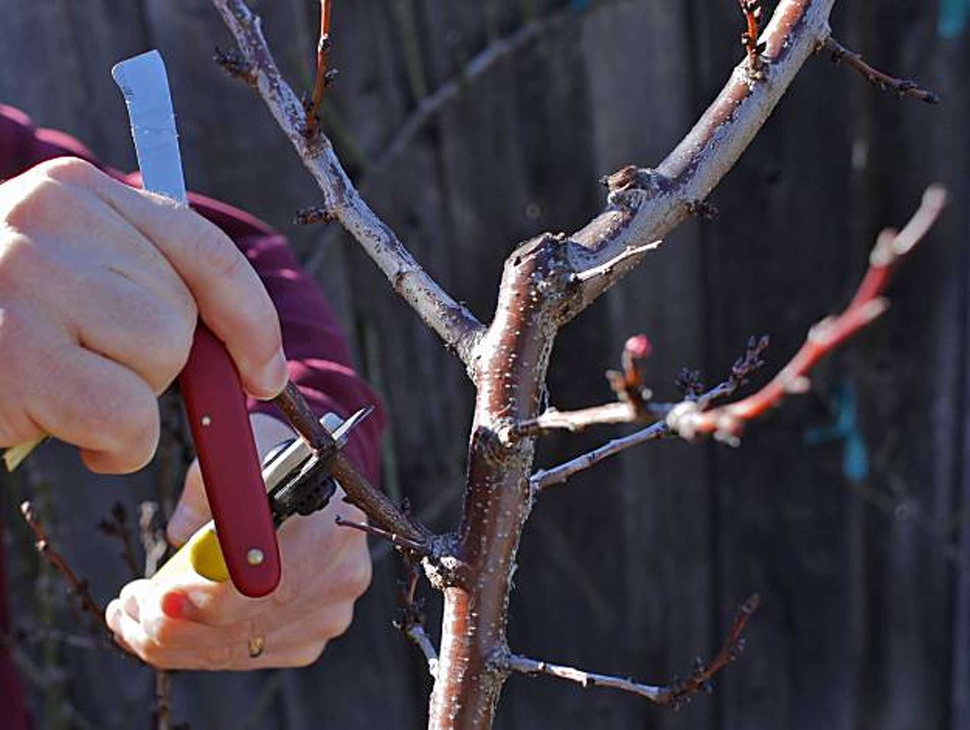 Grafting fruit trees can be simple