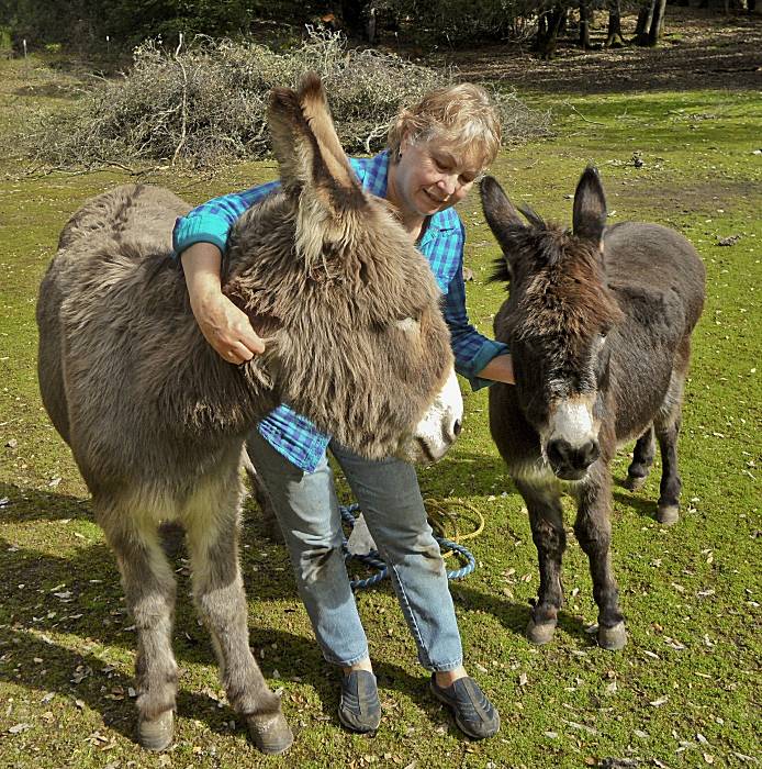 Donkey not stubborn when friend is injured, lonely