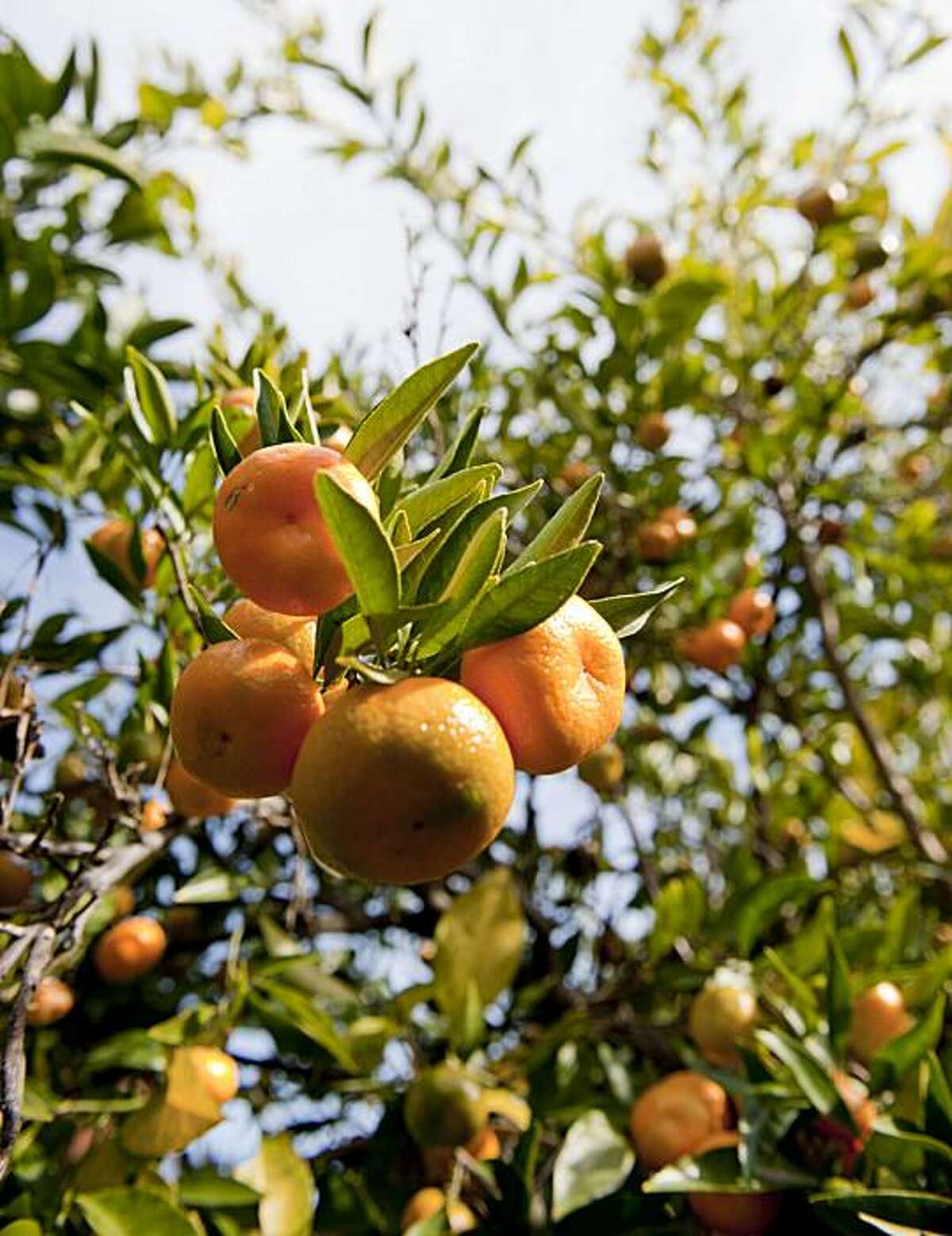 Citrus plants to grow in the Bay Area