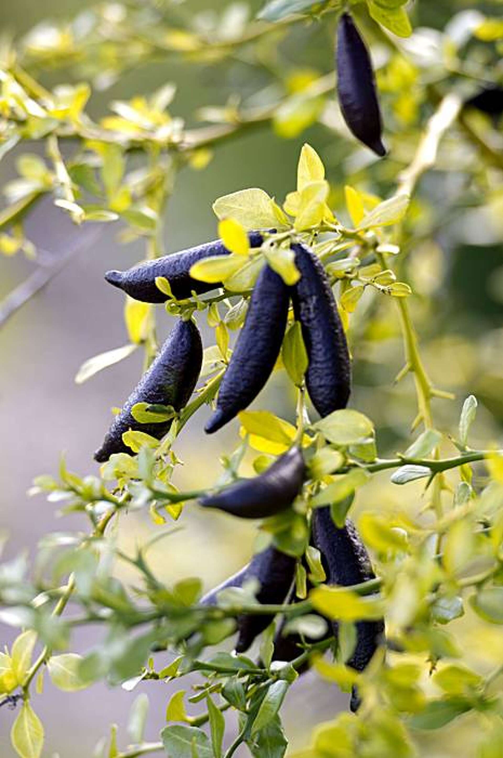 Citrus plants to grow in the Bay Area