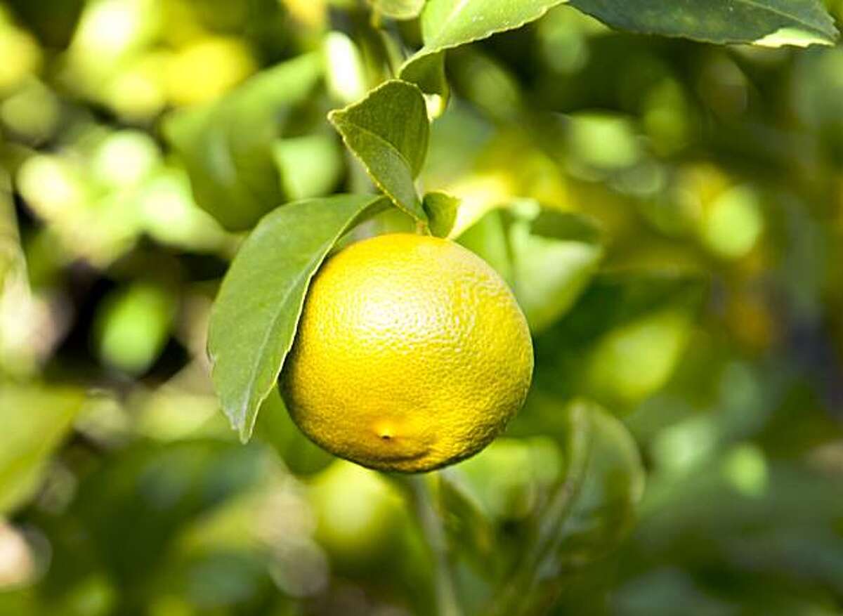 Citrus plants to grow in the Bay Area