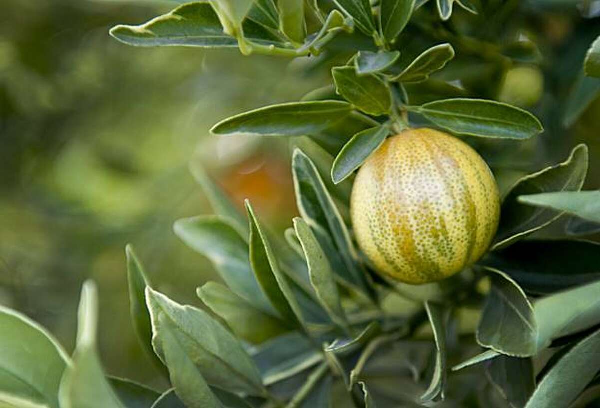 Citrus plants to grow in the Bay Area