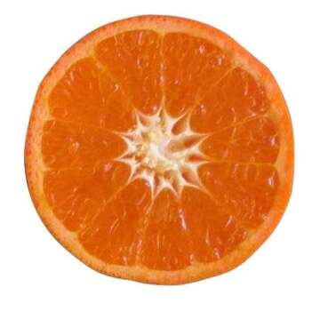 Citrus plants to grow in the Bay Area