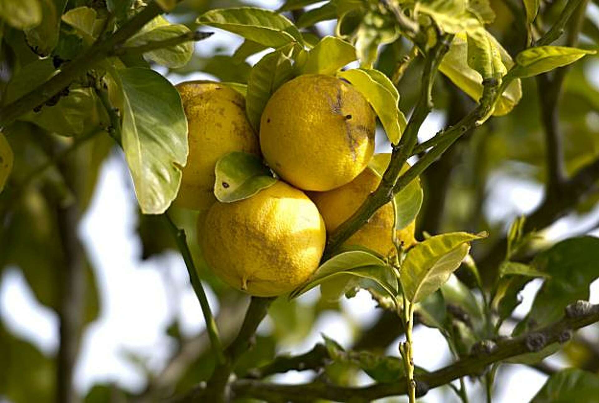 Citrus plants to grow in the Bay Area