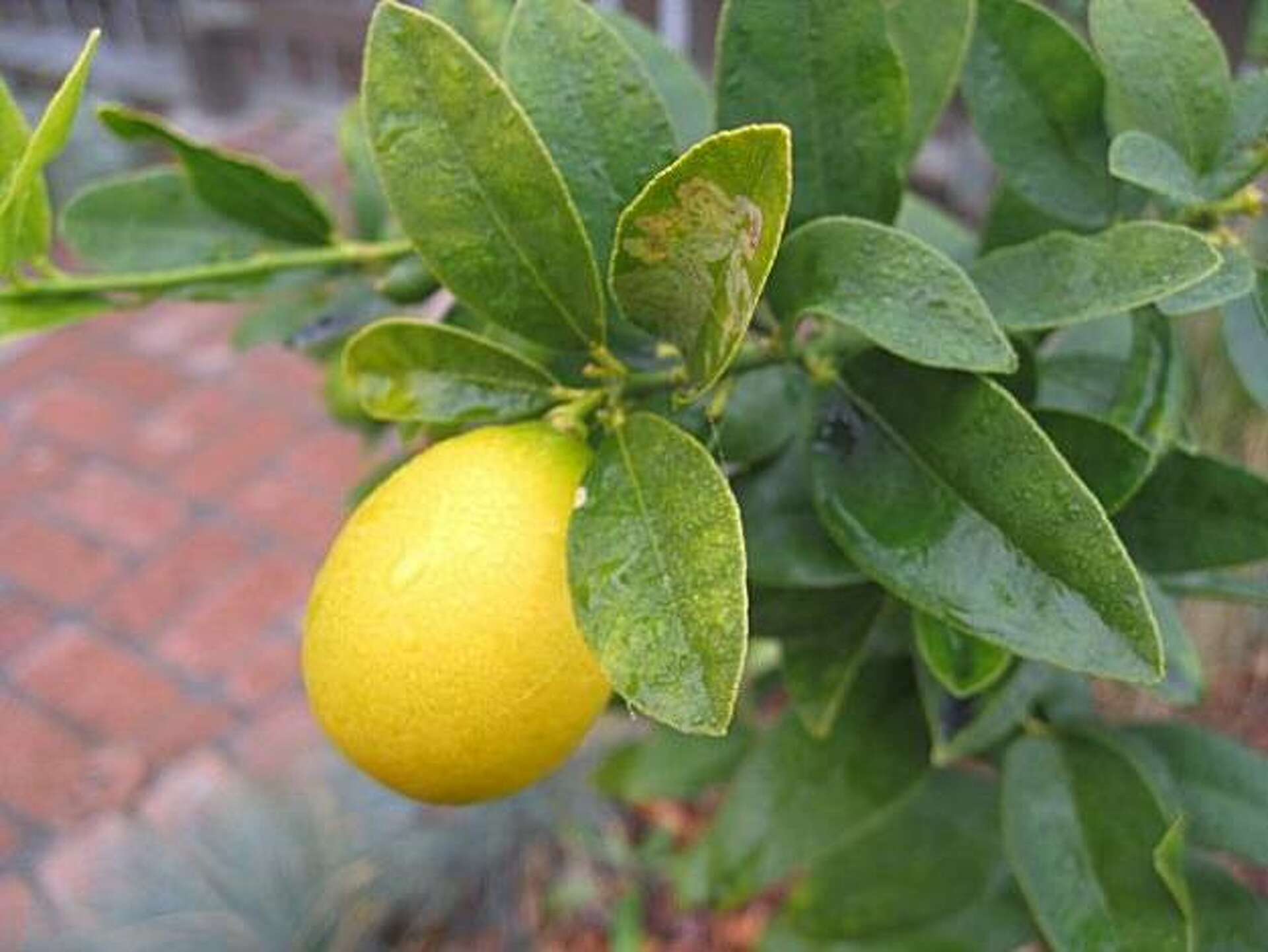 Citrus plants to grow in the Bay Area