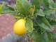 Citrus plants to grow in the Bay Area