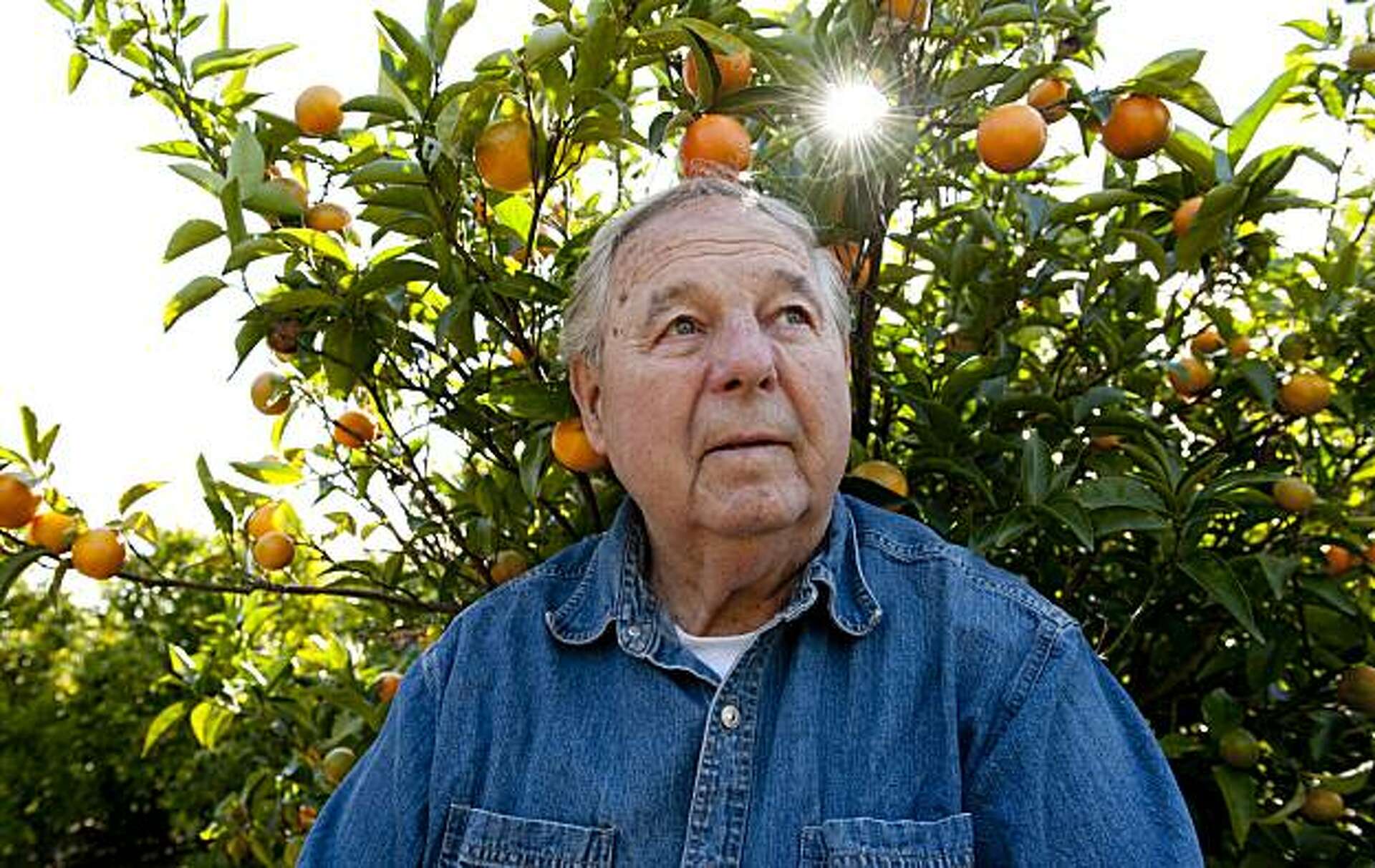Citrus plants to grow in the Bay Area