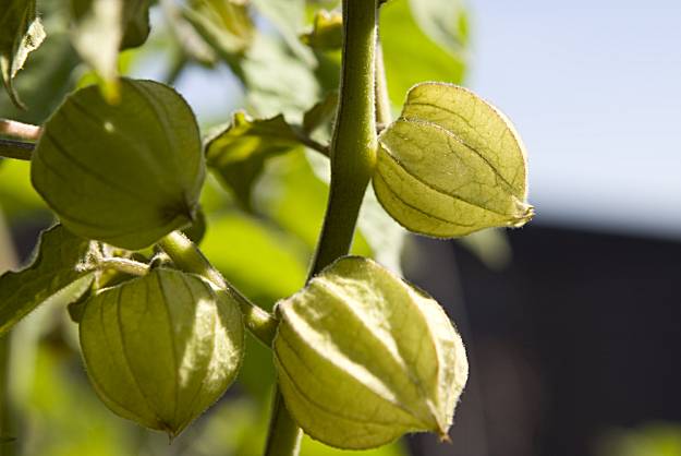 Ground-cherry is great choice for novice gardeners