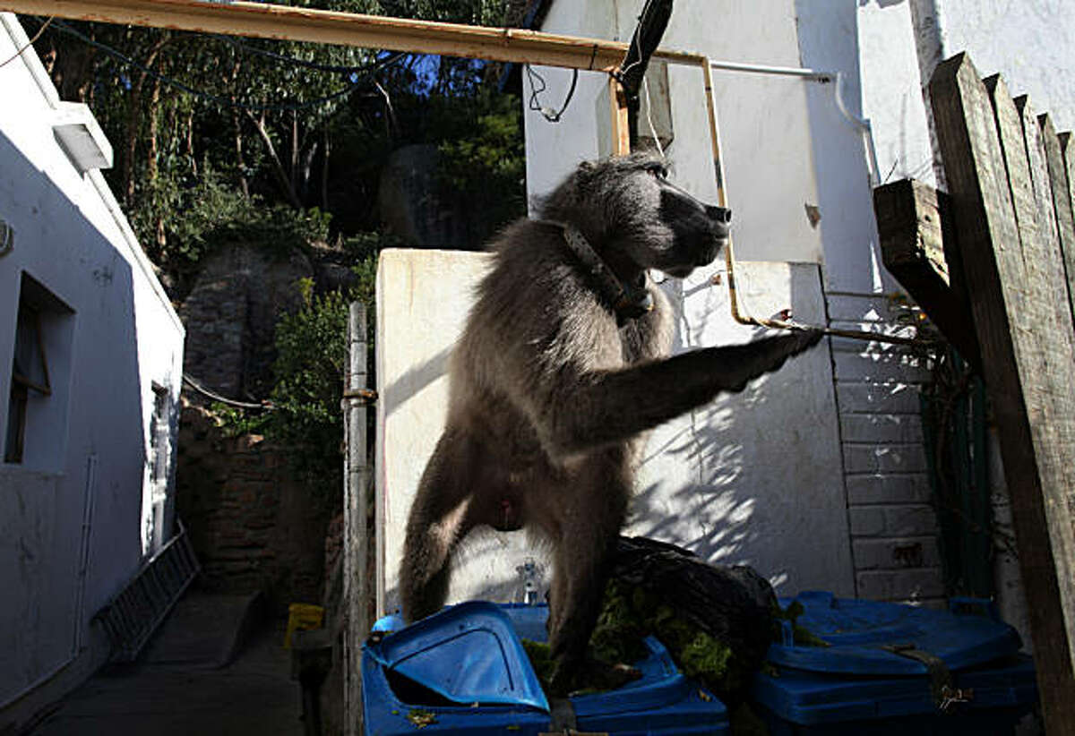 Baboons gone rogue