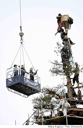 Berkeley tree-sitters finally down to earth