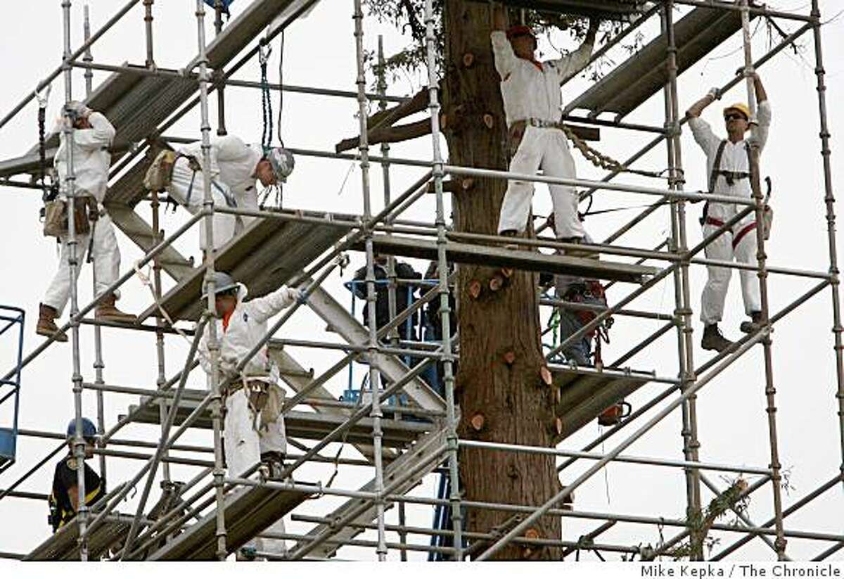 Berkeley tree-sitters finally down to earth