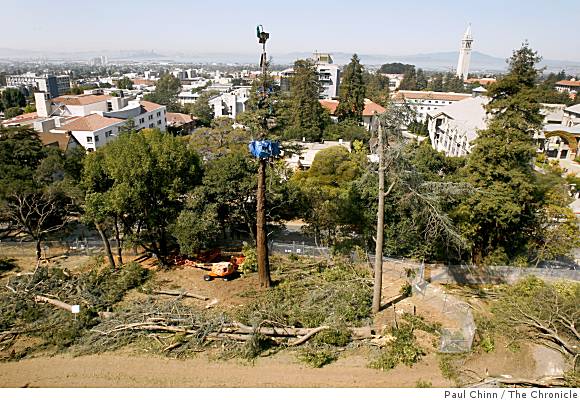 UC Berkeley grove cleared of most trees