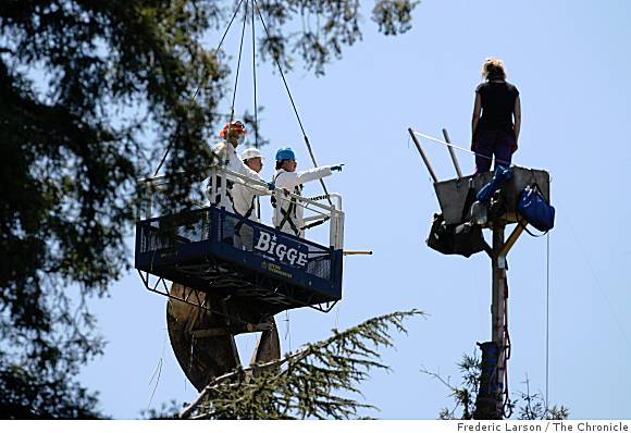 Cal, tree-sitters both happy after judge rules