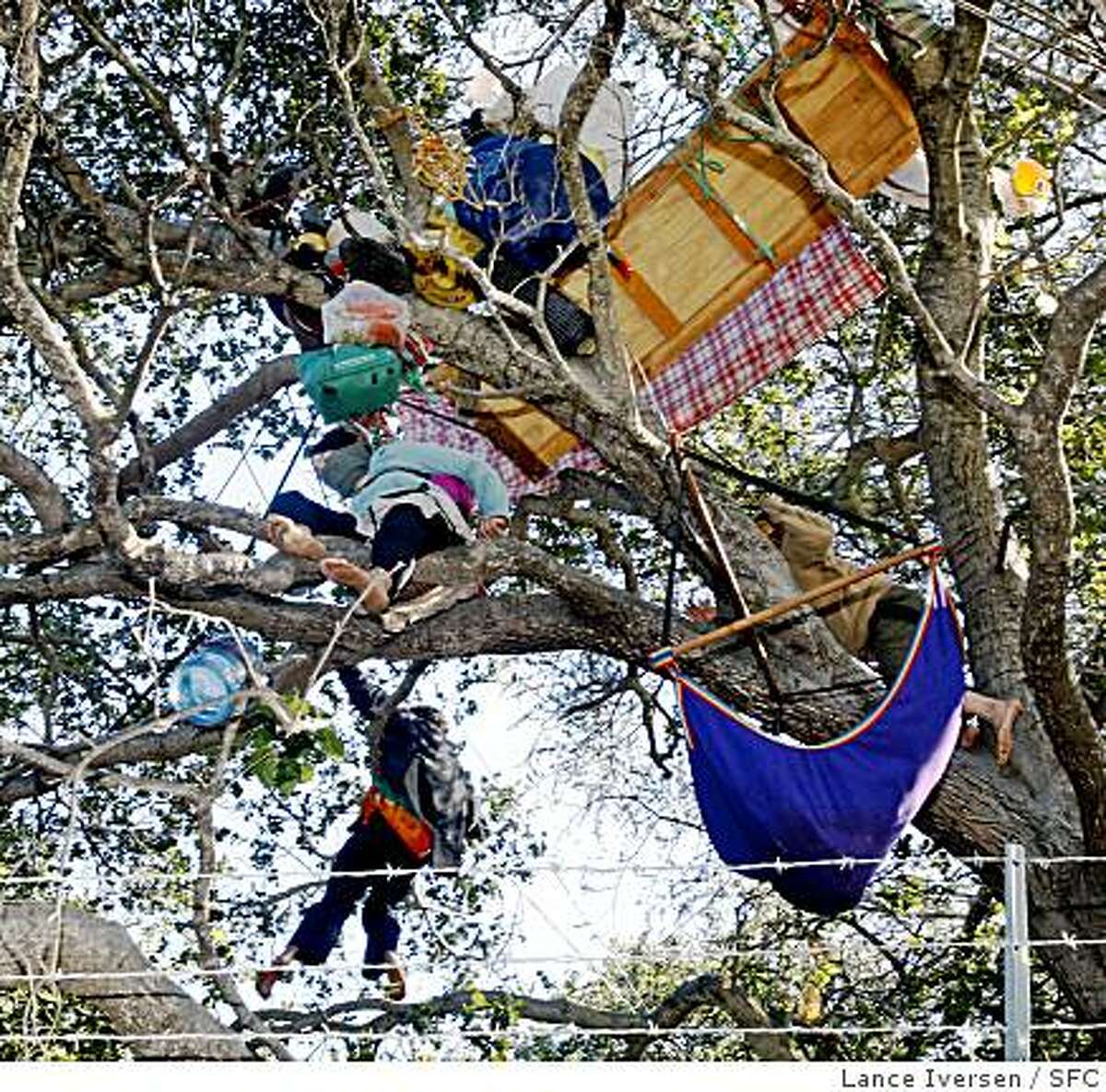 One year into protest, UC Berkeley's tree-sitters firmly planted