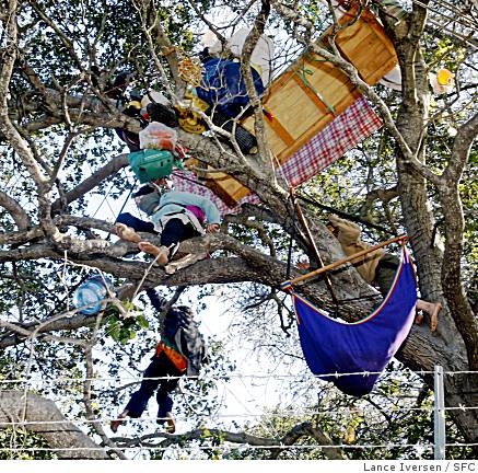 One year into protest, UC Berkeley's tree-sitters firmly planted