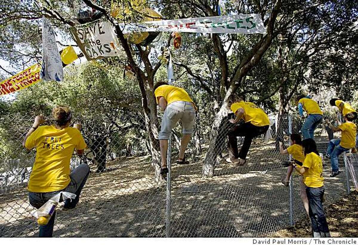 An appreciation of oaks and the tree-sitters at Cal