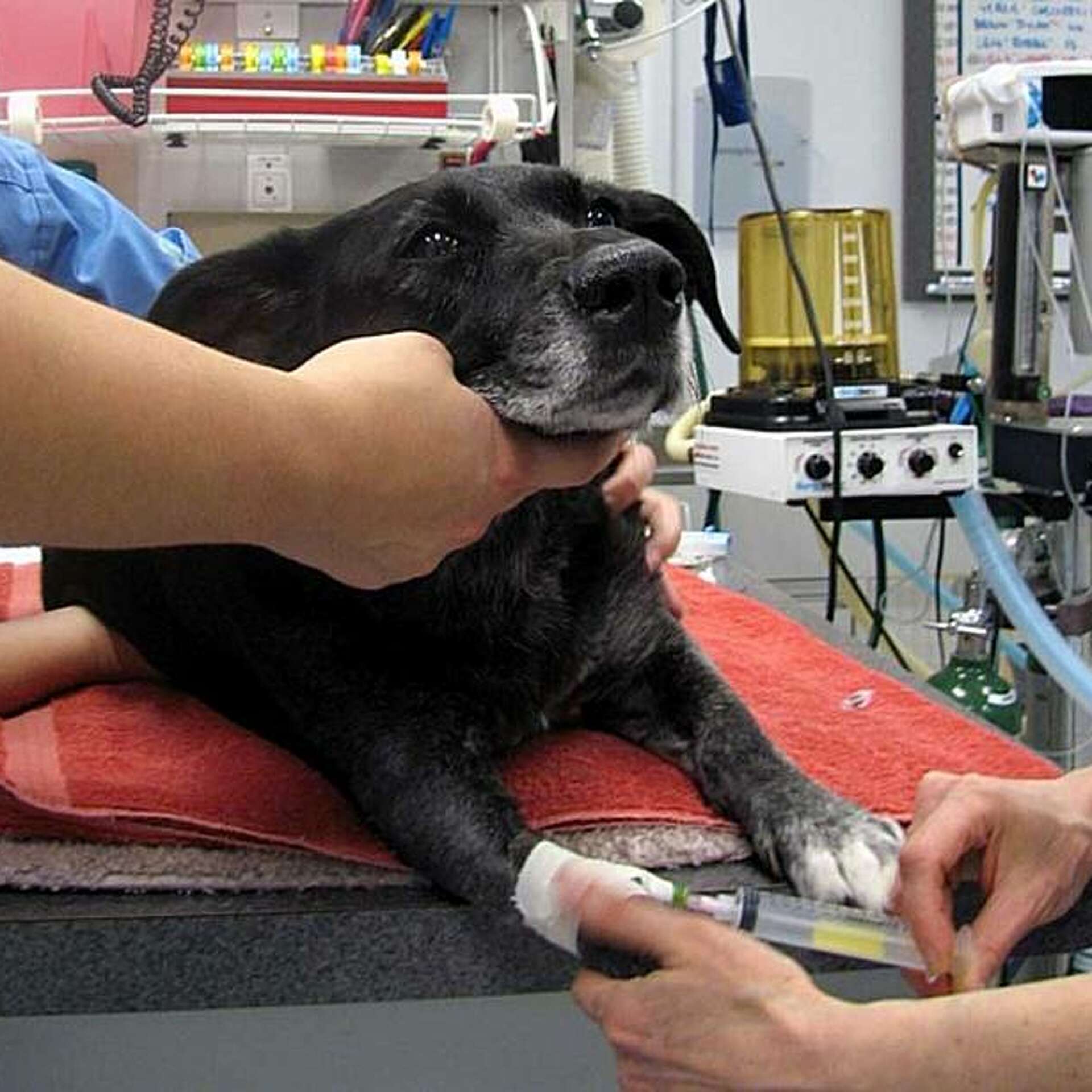 Making anesthesia safer for pets