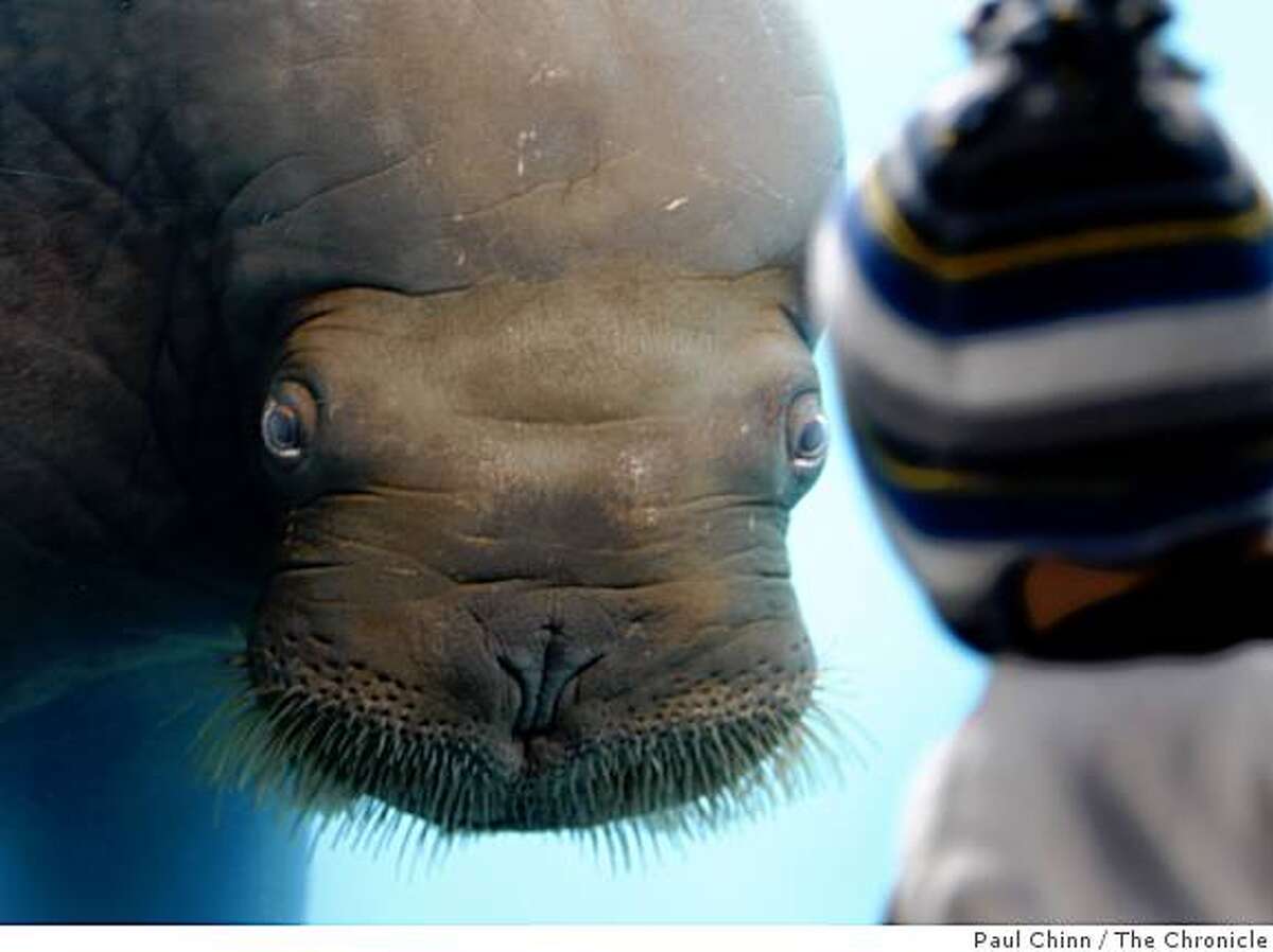 Seeking the secret to walrus reproduction