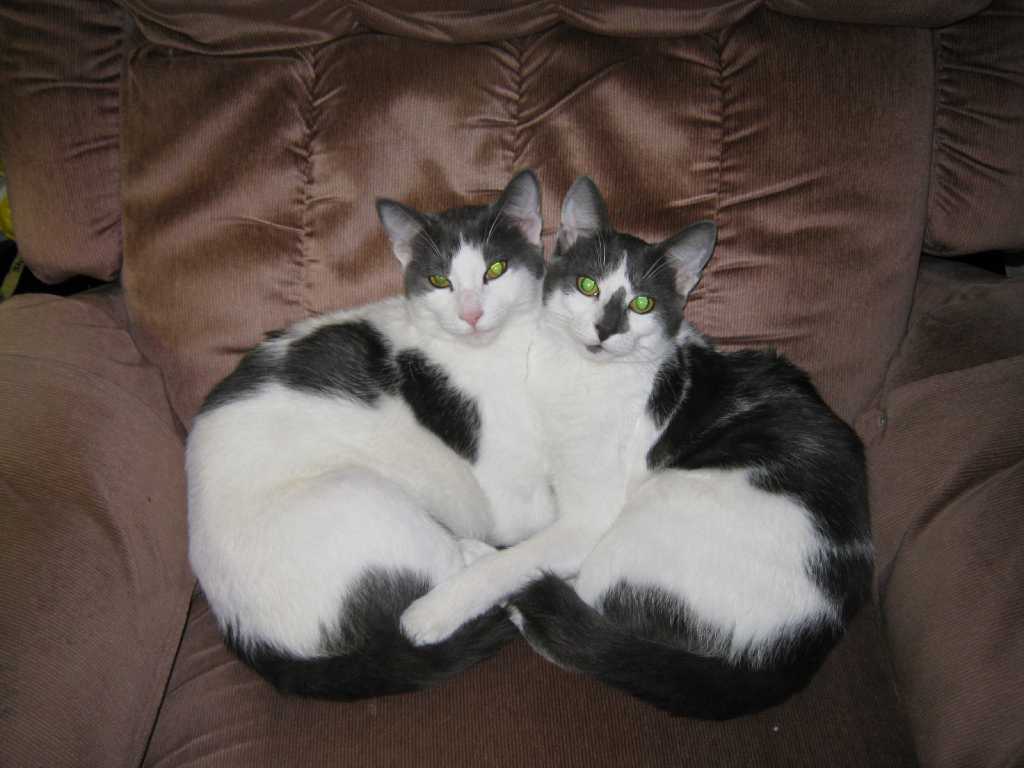 Spot the Pets: Larry and Moe, cats