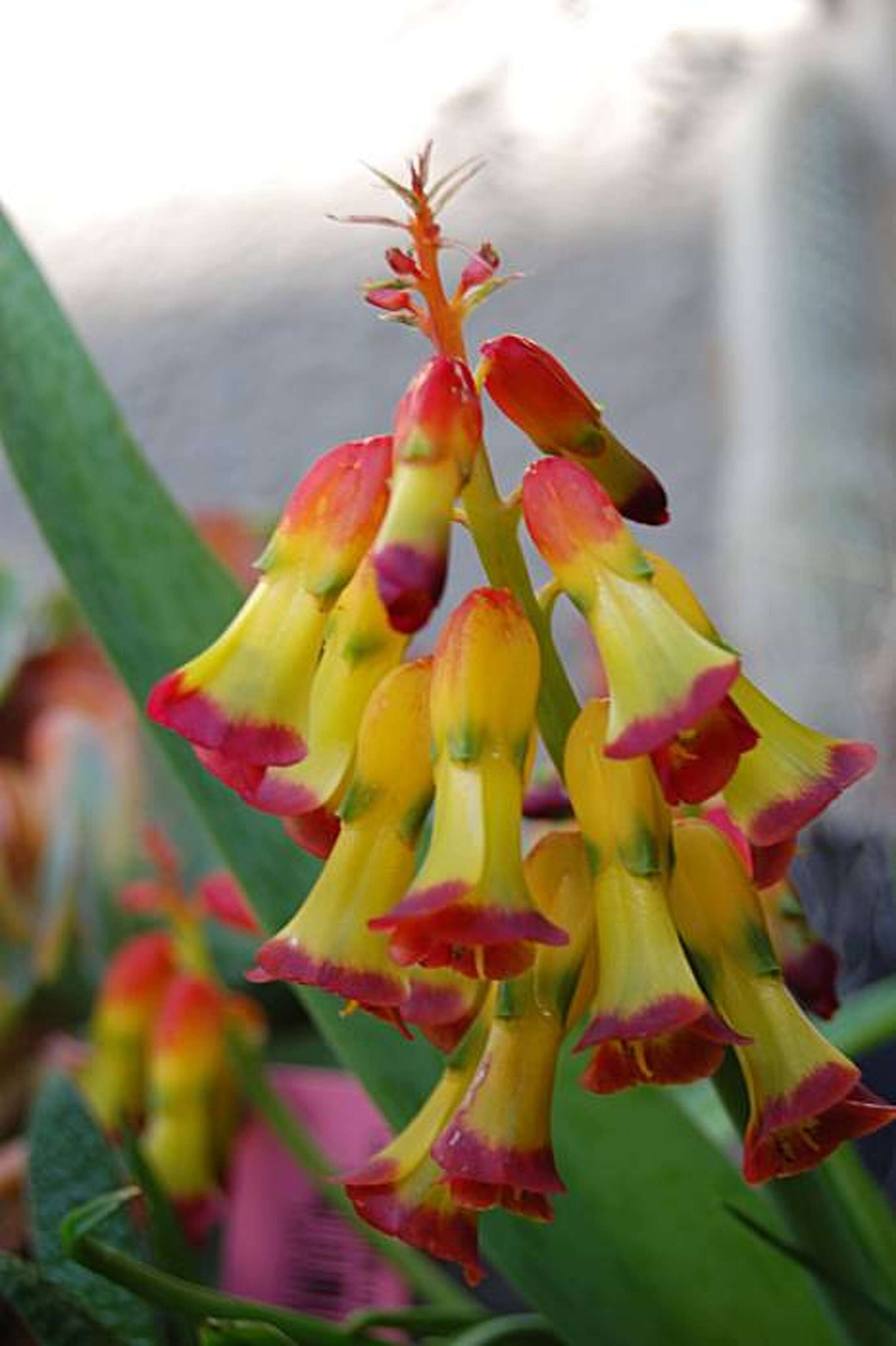 Showy S. Africa bulbs at home in Bay Area garden