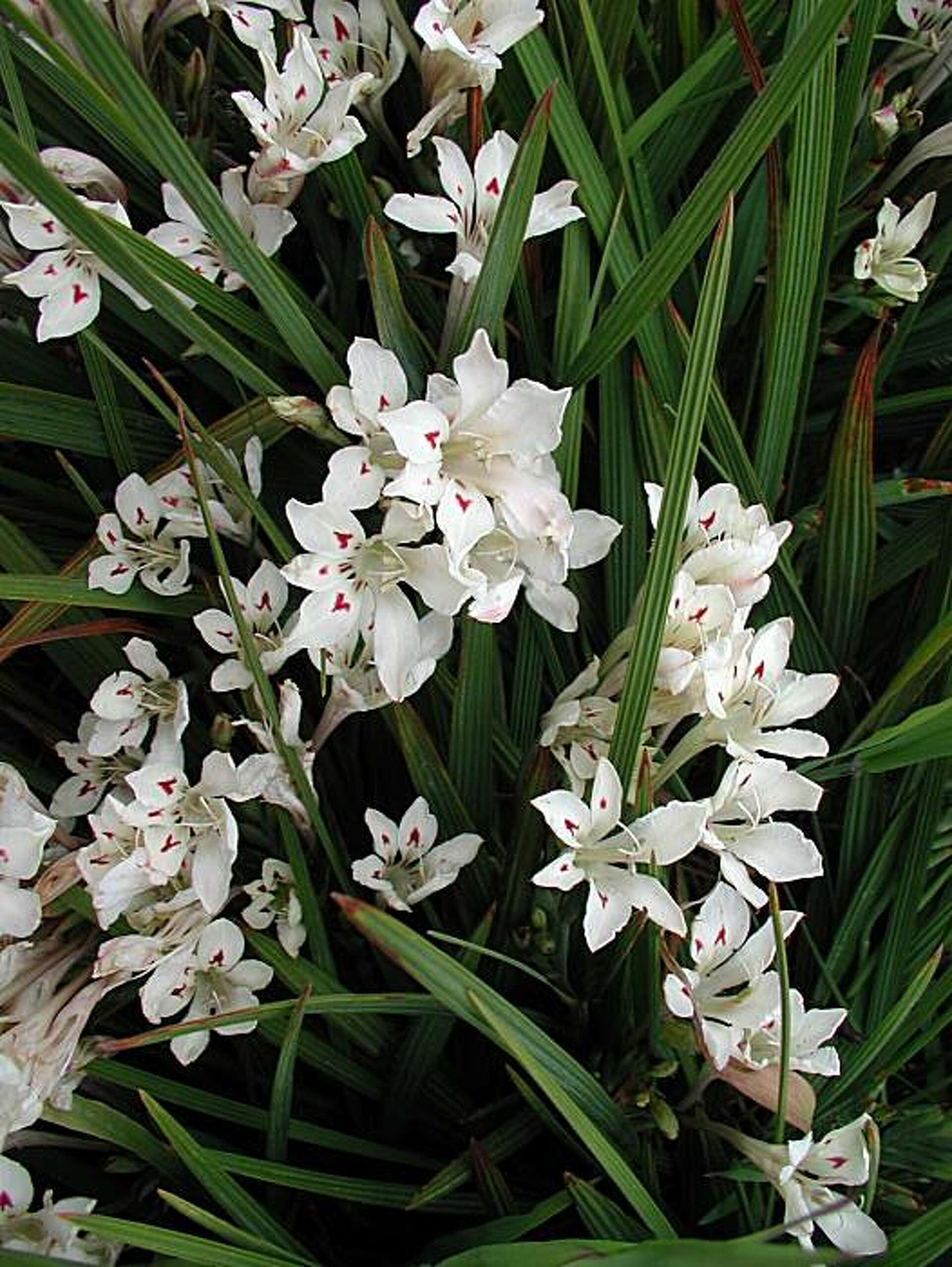 Showy S. Africa bulbs at home in Bay Area garden