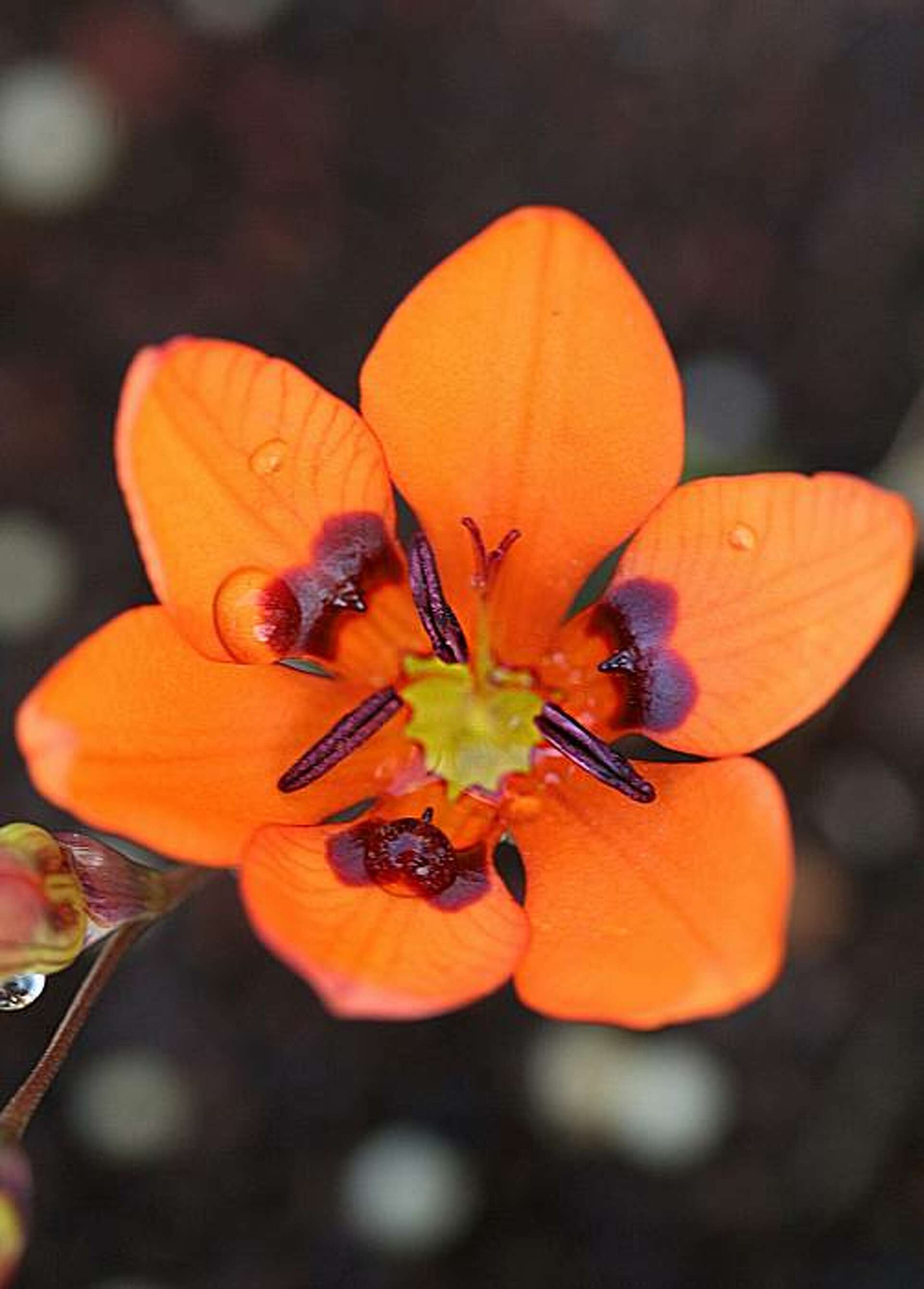 Showy S. Africa bulbs at home in Bay Area garden