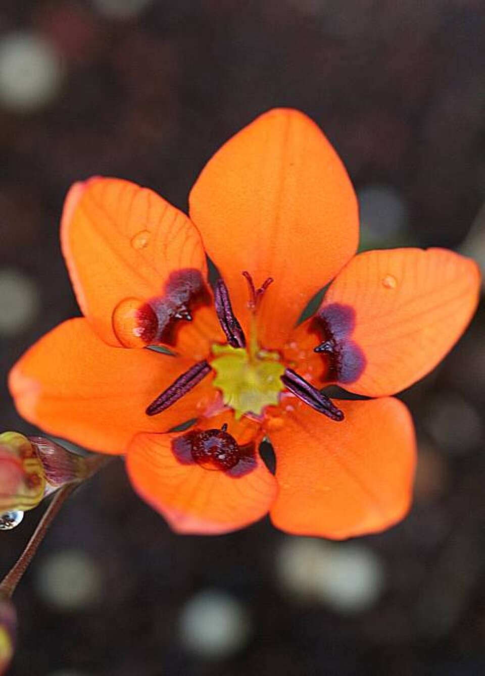 Showy S. Africa bulbs at home in Bay Area garden