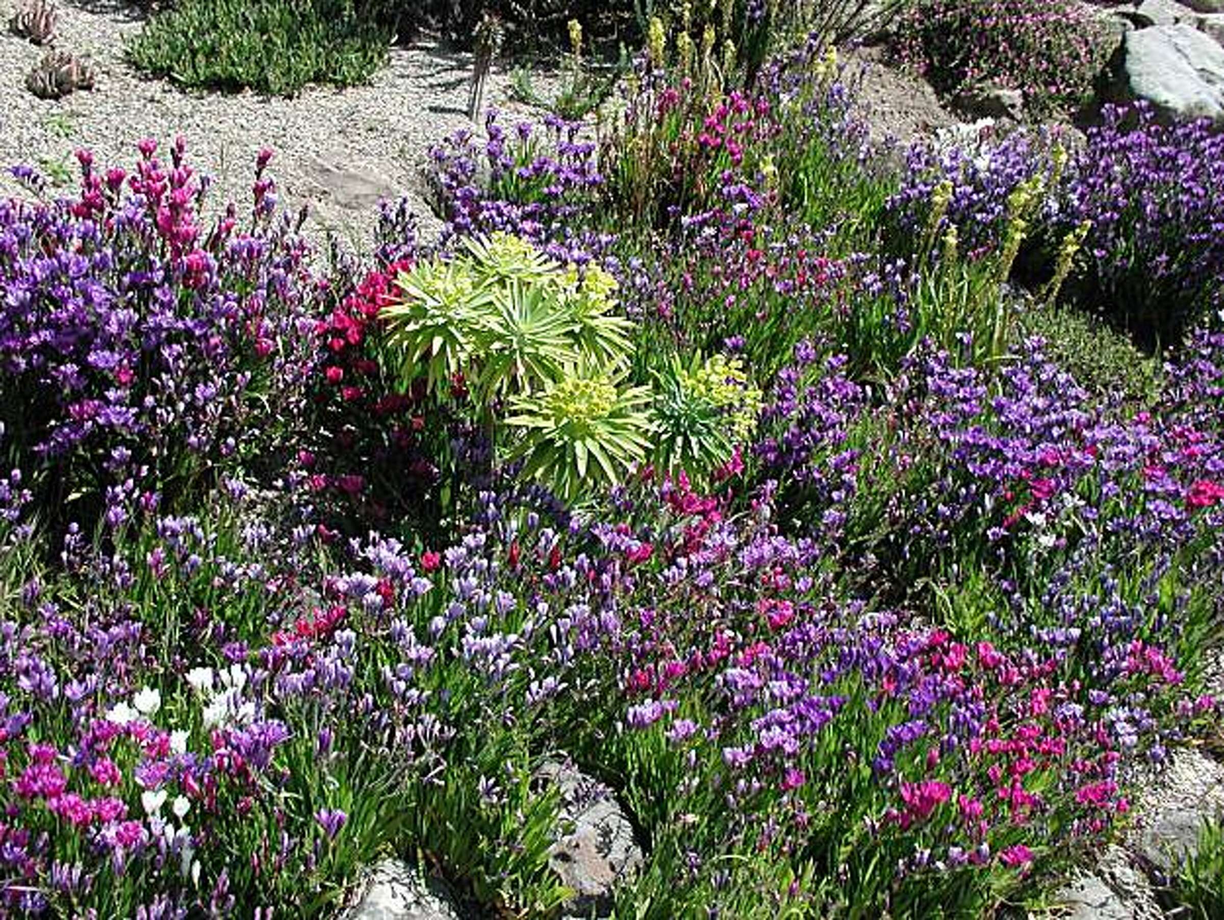 Showy S. Africa bulbs at home in Bay Area garden