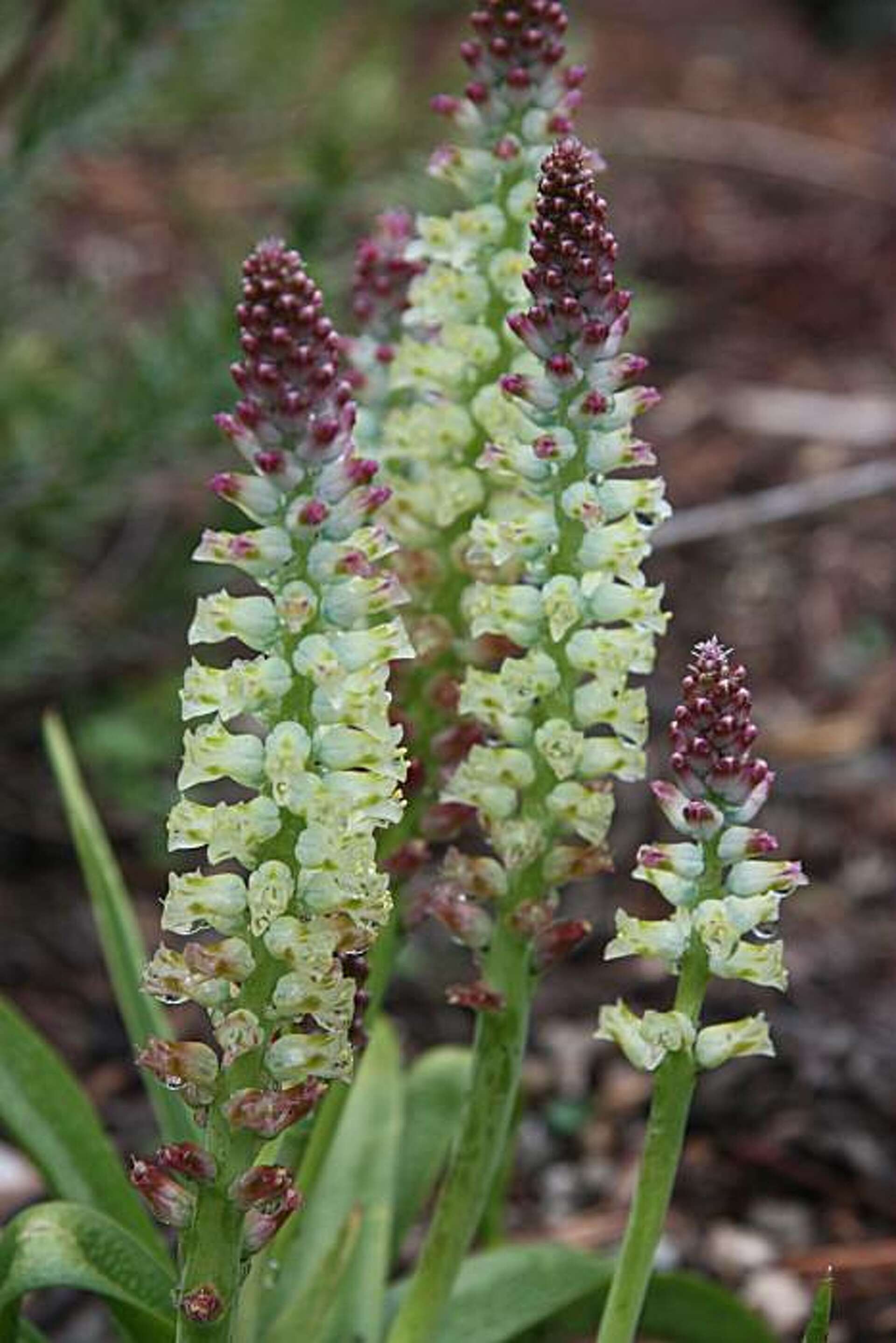 Showy S. Africa bulbs at home in Bay Area garden
