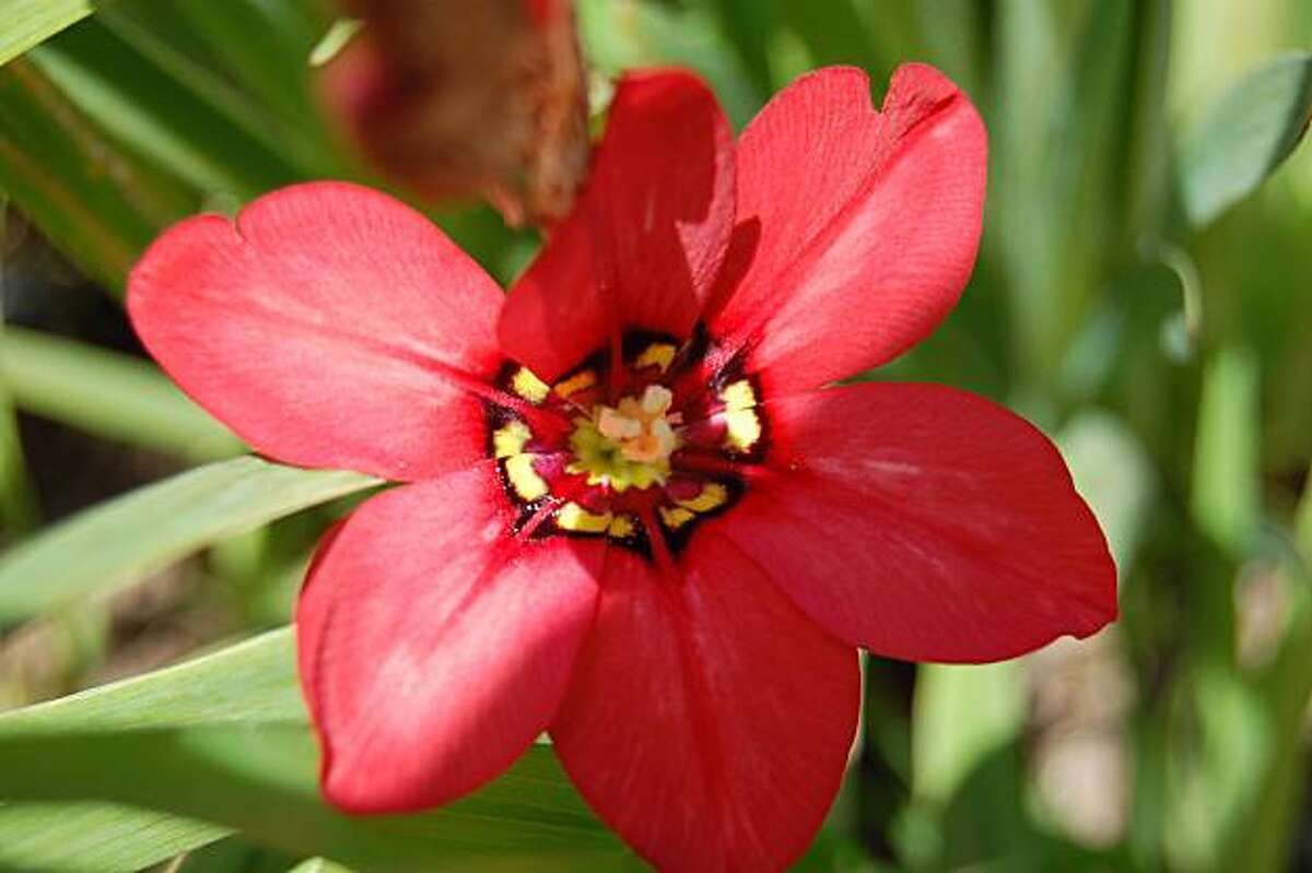 Showy S. Africa bulbs at home in Bay Area garden