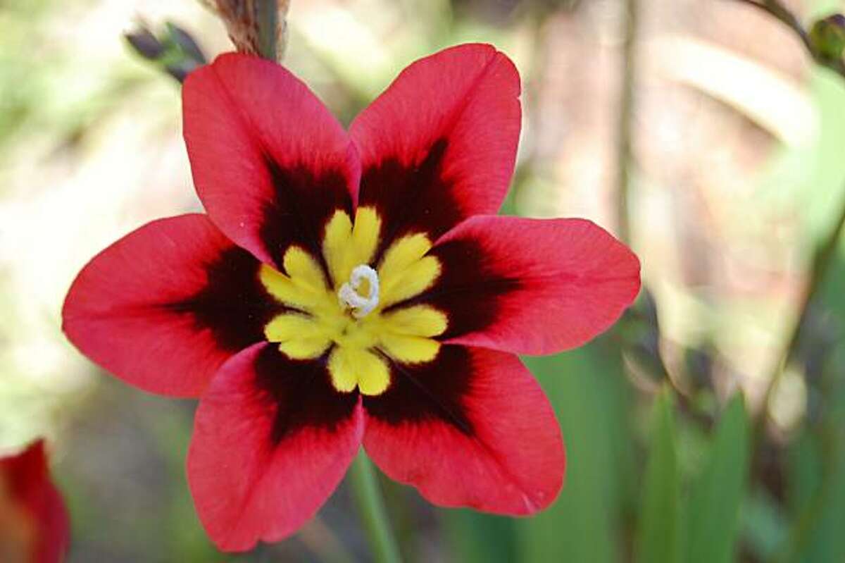 Showy S. Africa bulbs at home in Bay Area garden